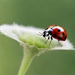 What Do Ladybugs Eat? | Ladybug Diet By Species | BioExplorer