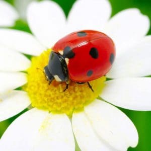 What Do Ladybugs Eat? | Ladybug Diet By Species | BioExplorer
