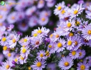 September Birth Flowers | Aster and Morning Glory | Symbolism and Meaning