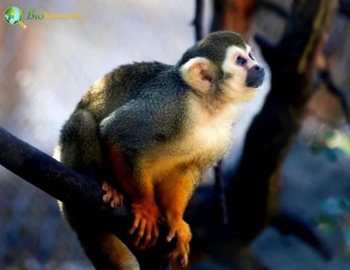 Humboldt's Squirrel Monkey Characteristics | Saimiri Cassiquiarensis Facts