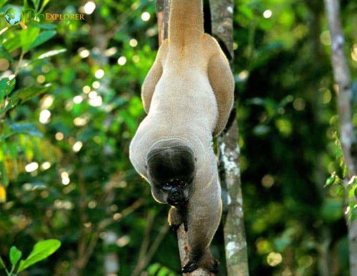 Humboldt's Woolly Monkey Characteristics | Lagothrix Lagothricha Diet ...