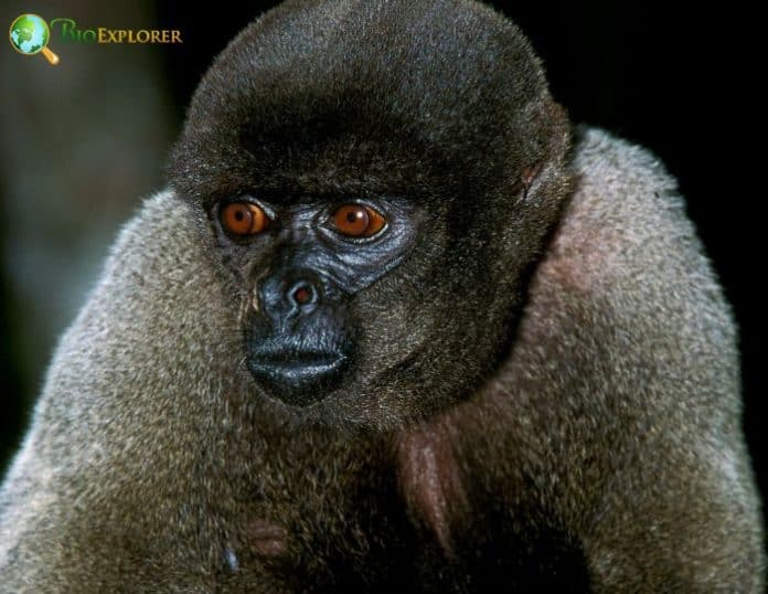 Humboldt's Woolly Monkey Characteristics | Lagothrix Lagothricha Diet ...