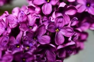 Syringa Flowers | Idaho State Flower | BioExplorer.net