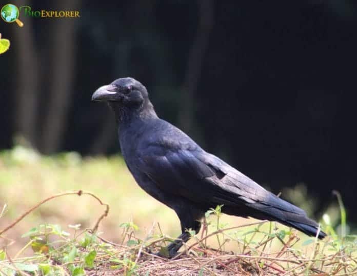 43 Types of Crows | All Corvus Species | Corvidae Family Birds