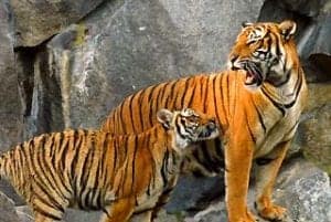 What Do Tigers Eat? | Explore Tiger Diets, Hunting & Eating Habits