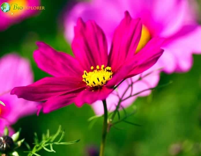 October Birth Flowers | Marigold and Cosmos Flower | Meaning & Symbolism