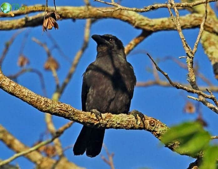 43 Types of Crows | All Corvus Species | Corvidae Family Birds