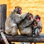 Japanese Macaque Characteristics | Macaca Fuscata Diet & Facts
