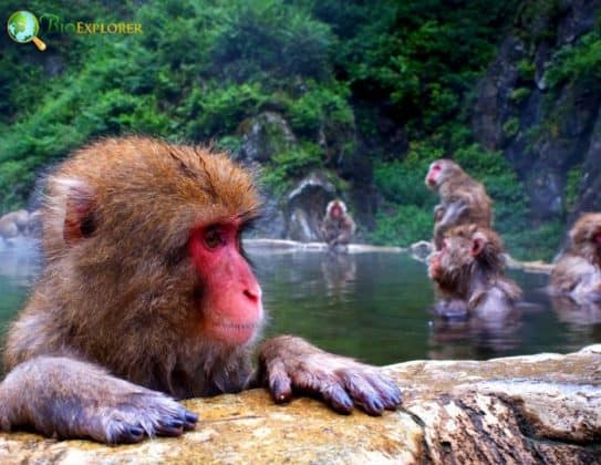 Japanese Macaque Characteristics | Macaca Fuscata Diet & Facts
