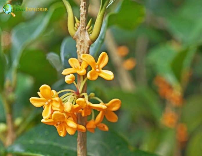 Japanese Orange Osmanthus | Osmanthus fragrans | BioExplorer