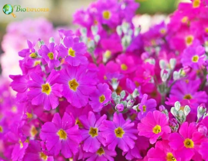 Japanese Primrose | Primula sieboldii | BioExplorer
