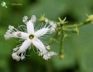 Japanse Snake Gourd | Trichosanthes cucumerina | BioExplorer