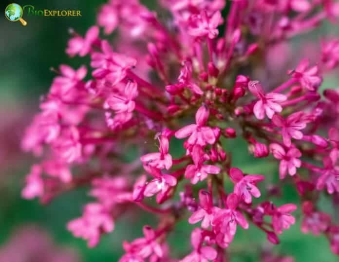 Jupiter's Beard Flower | Centranthus ruber | BioExplorer.net
