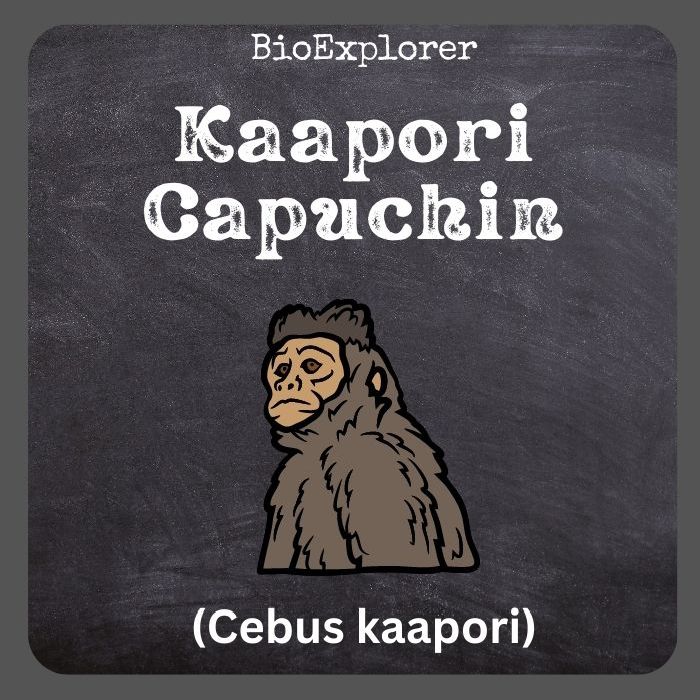 Kaapori Capuchin Characteristics | Cebus Kaapori Facts | BioExplorer