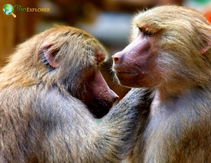 Kinda Baboon Characteristics | Papio Kindae Facts | BioExplorer