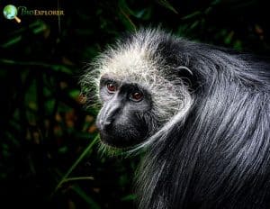 King Colobus Characteristics | Colobus Polykomos Diet & Facts