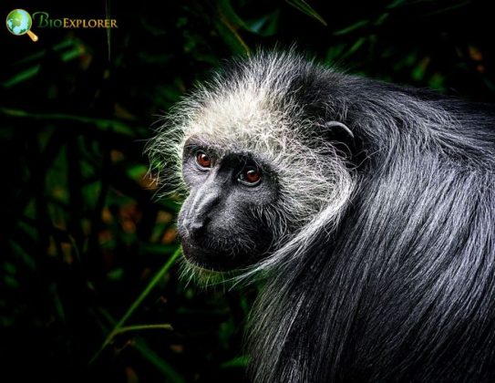 King Colobus Characteristics | Colobus Polykomos Diet & Facts