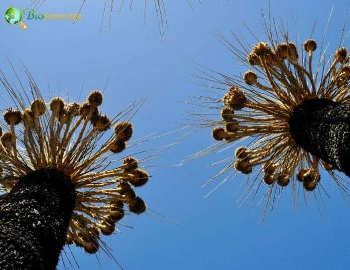 Order Dasypogonales Characteristics | Tinsel Lily Flowers | BioExplorer