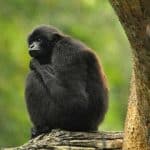 Kloss's Gibbon Characteristics | Hylobates Klossii Diet & Facts