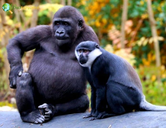 L'hoest Monkey Characteristics | Allochrocebus Lhoesti Diet & Facts