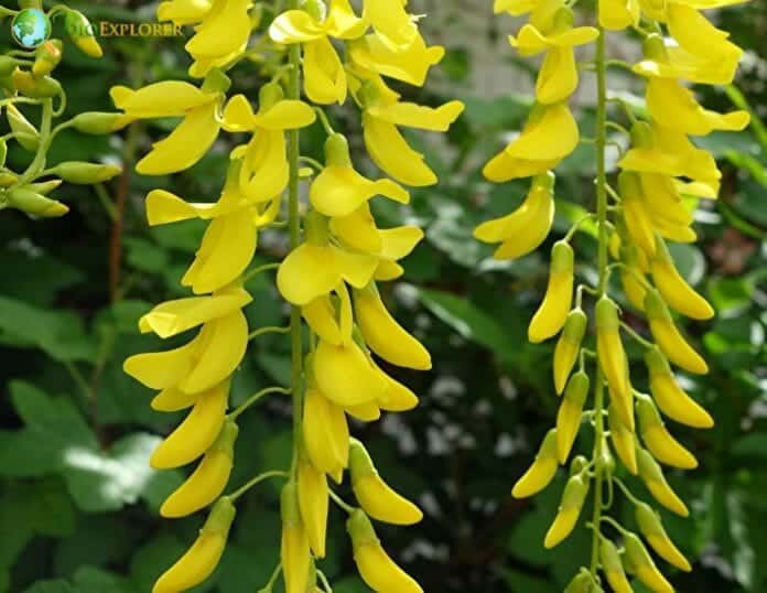 Laburnum Flower | Laburnum anagyroides | BioExplorer.net