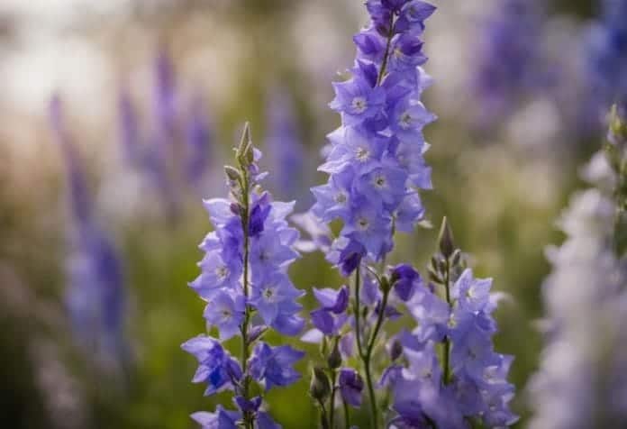 July Birth Flowers | Larkspur and Water Lily | Symbolism and Meaning