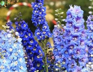 July Birth Flowers | Larkspur and Water Lily | Symbolism and Meaning