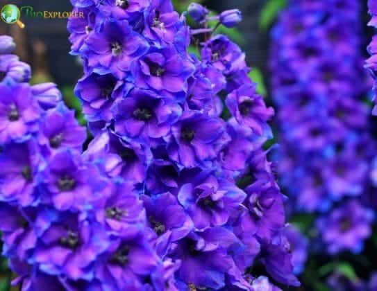 July Birth Flowers | Larkspur and Water Lily | Symbolism and Meaning
