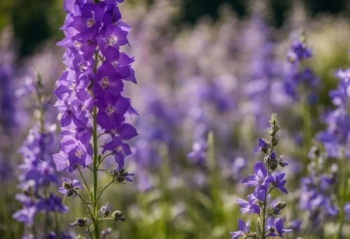 July Birth Flowers | Larkspur and Water Lily | Symbolism and Meaning