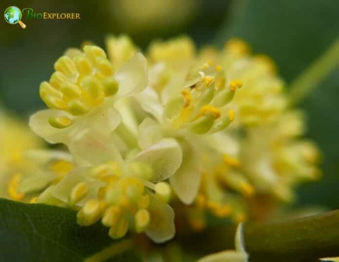 Laurel Flower | Laurus nobilis | Grecian Laurel | Sweet Bay | BioExplorer