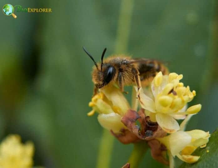 Laurel Flower | Laurus nobilis | Grecian Laurel | Sweet Bay | BioExplorer