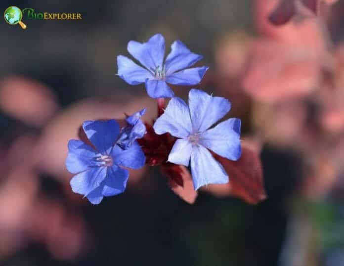 Leadwort Flower | Ceratostigma plumbaginoides | Leitwurz | BioExplorer