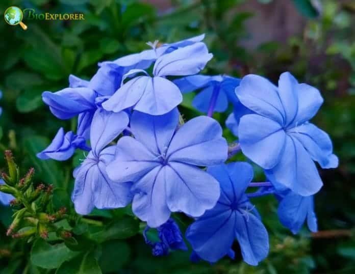 Leadwort Flower | Ceratostigma plumbaginoides | Leitwurz | BioExplorer