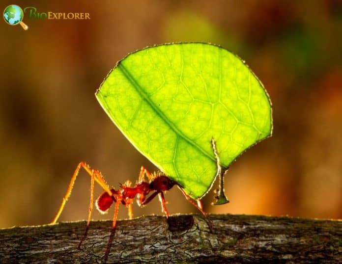 What Animals Live In Rainforests? | Explore Top 27 Rainforest Animals