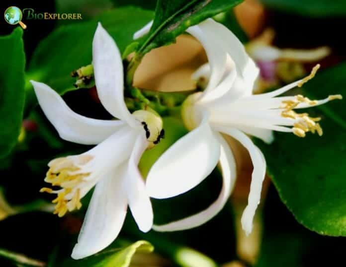 Lemon Flower | Citrus × limon | BioExplorer.net
