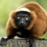 Prosimians | Types of Prosimians | Lemurs | Tarsiers | Lorises