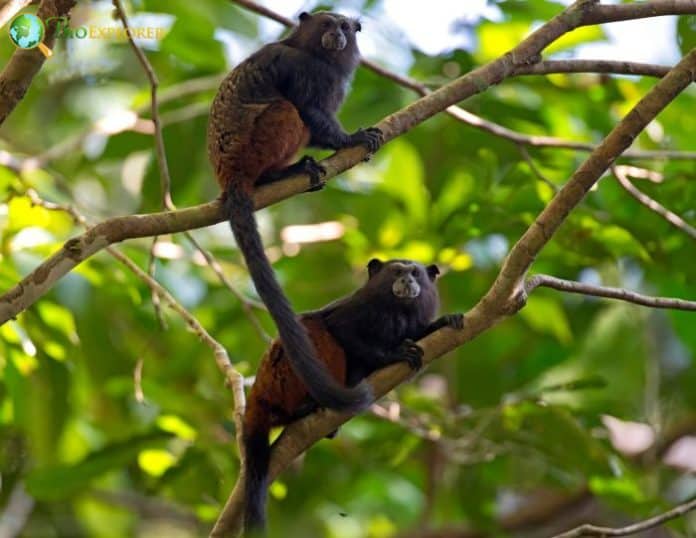 Andean Saddle-back Tamarin Facts | Brown Mantled Tamarin