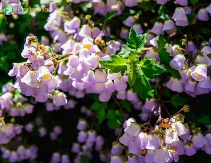 Order Liliales Characteristics | Lily Flowers | Distribution | Example ...