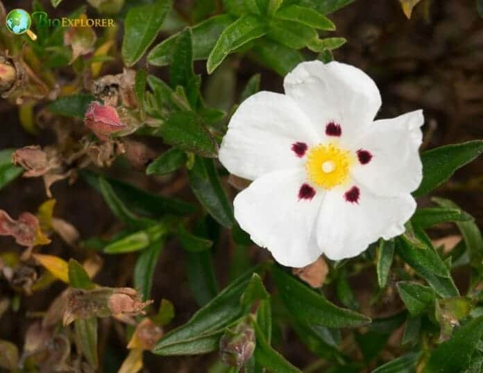 Order Liliales Characteristics | Lily Flowers | Distribution | Example ...