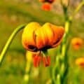 Lily Flowers | 150+ Types of Lilies | True Lilies | Non-True Lilies ...