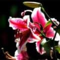 Lily Flowers | 150+ Types of Lilies | True Lilies | Non-True Lilies ...