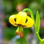 Lily Flowers | 150+ Types of Lilies | True Lilies | Non-True Lilies ...