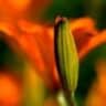 Lily Flowers | 150+ Types of Lilies | True Lilies | Non-True Lilies ...