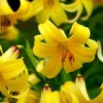 Lily Flowers | 150+ Types of Lilies | True Lilies | Non-True Lilies ...