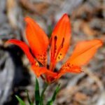 Lily Flowers | 150+ Types of Lilies | True Lilies | Non-True Lilies ...