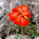 Lily Flowers | 150+ Types of Lilies | True Lilies | Non-True Lilies ...