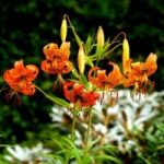 Lily Flowers | 150+ Types of Lilies | True Lilies | Non-True Lilies ...