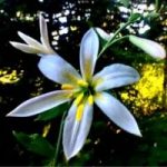 Lily Flowers | 150+ Types of Lilies | True Lilies | Non-True Lilies ...