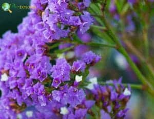 Misty Blue Limonium Flower | Misty Blue | Misty White | BioExplorer.net