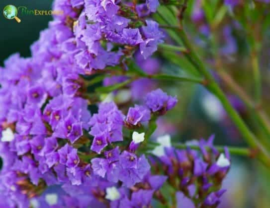Misty Blue Limonium Flower | Misty Blue | Misty White | BioExplorer.net